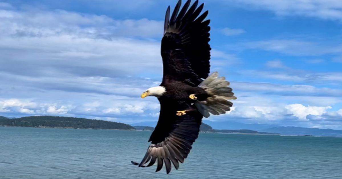 DAR: Daily Afternoon Randomness - Cool Pics :theCHIVE