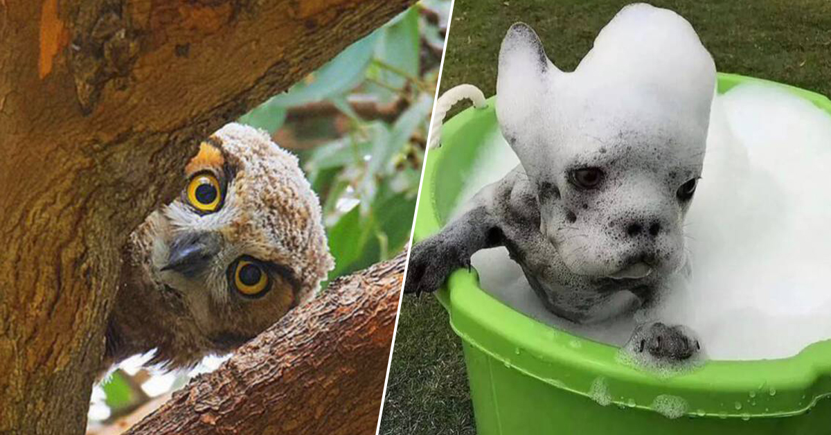 Hilarious animals, both wild and domesticated, that will make us smile
