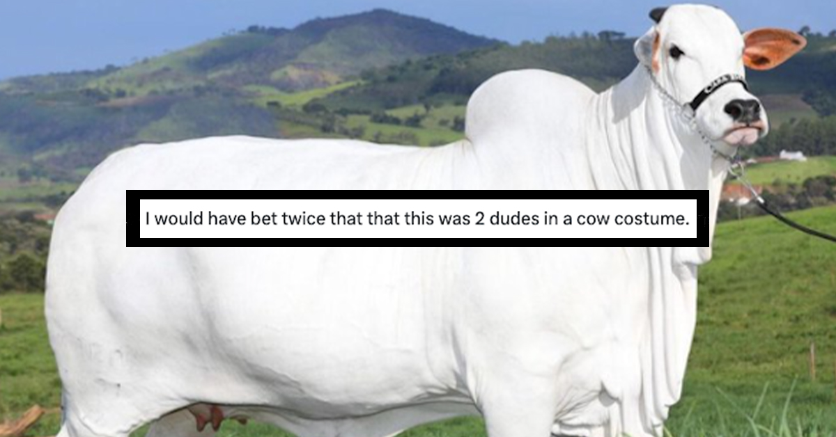 Not even this cow is exempt from the judgment of the internet