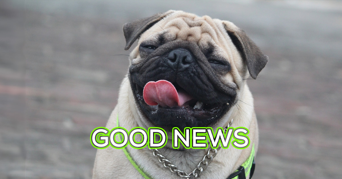 Sh!tty day? How about some good news PLUS cute animals?