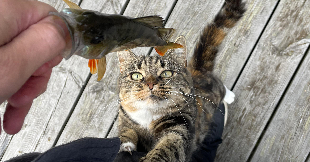 DAR: Daily Afternoon Randomness - Cool Pics :theCHIVE