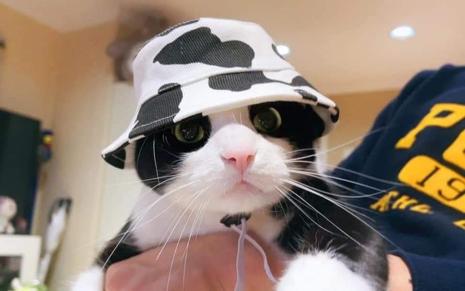 Cats and Saturday Are a Perfect Match