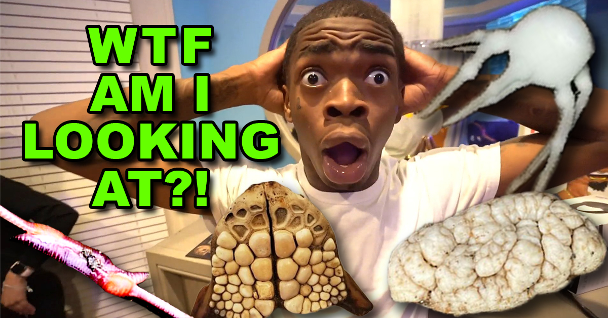 Bizarre, odd, strange photos from Reddit