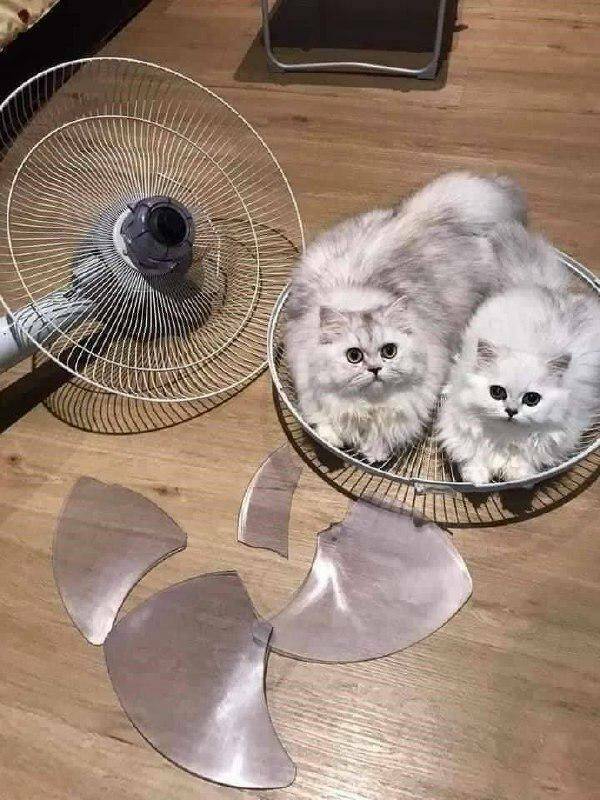 If You’re Ready for Cat Saturday Gimme a ”Meow Yeah”