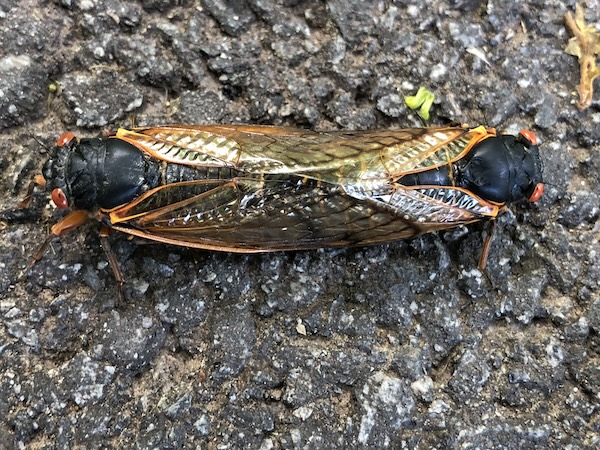 Trillions of cicadas are emerging soon