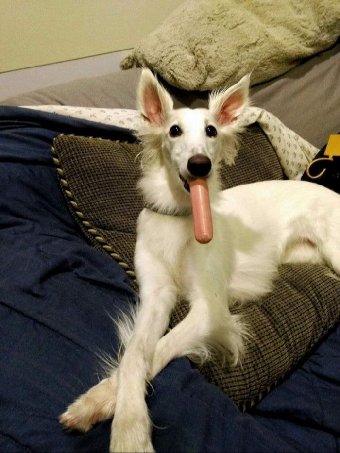 Dogs Rule the World