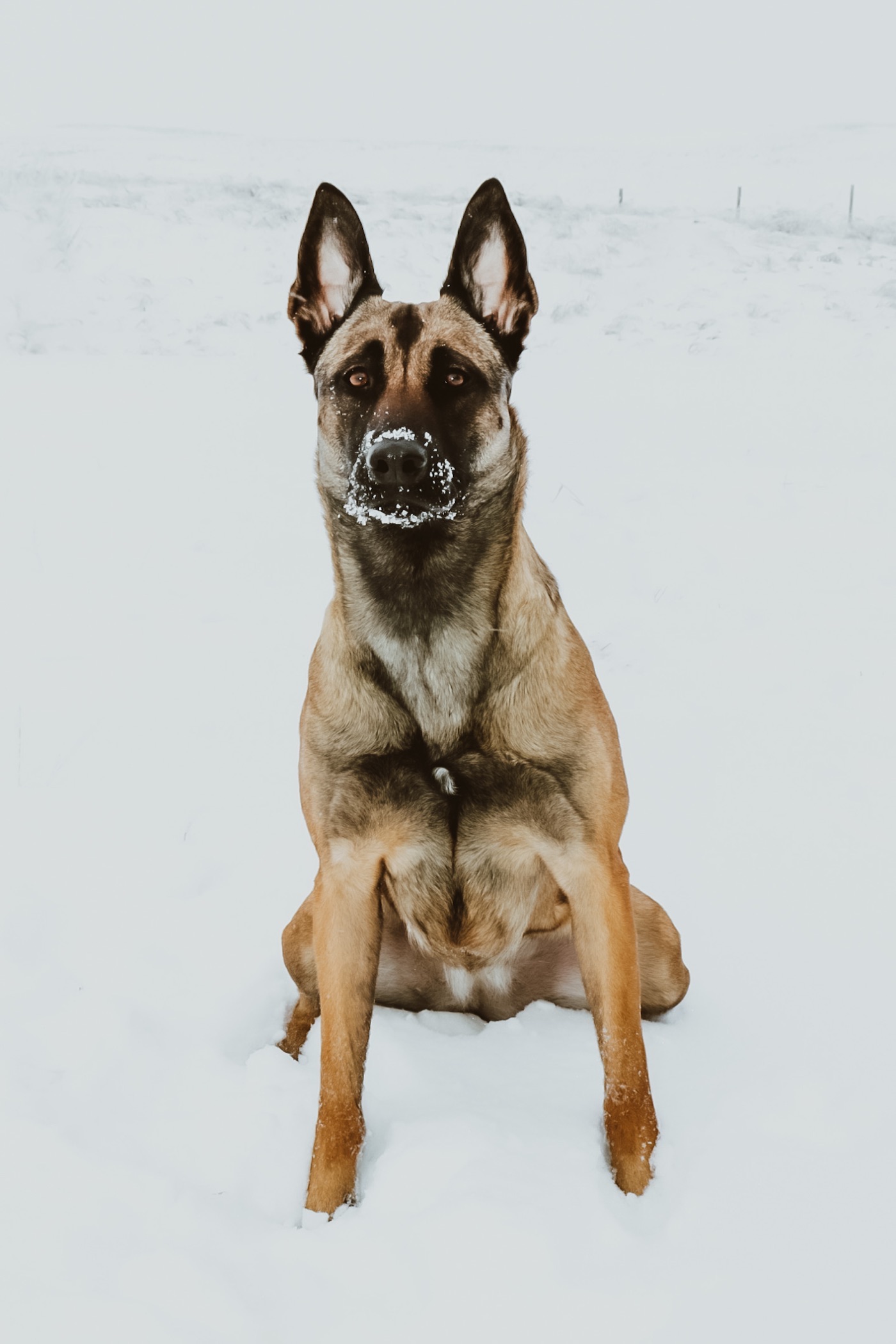 Doggos Rule the Whole Woofin’ World