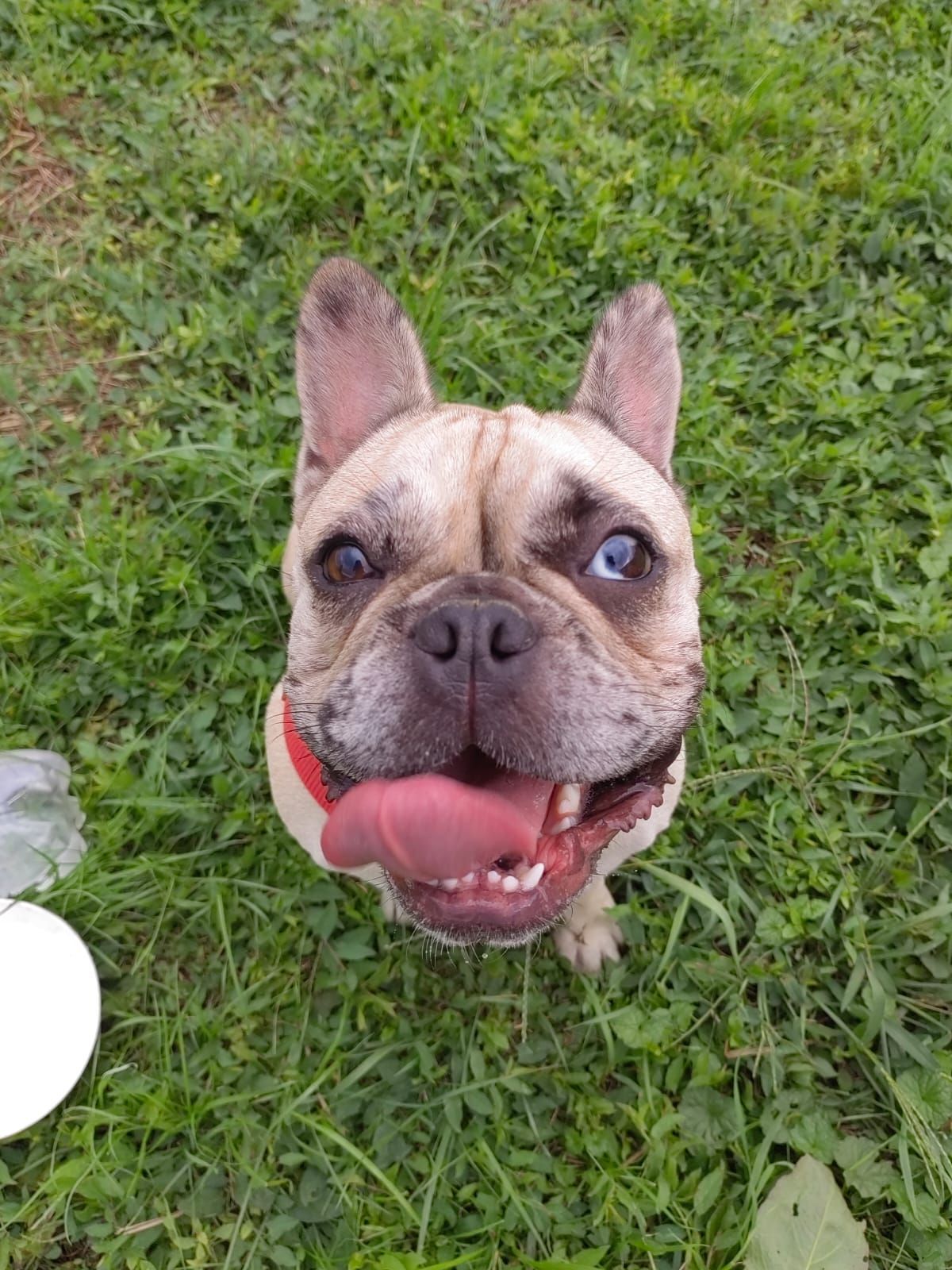 Doggos Rule the Whole Woofin’ World