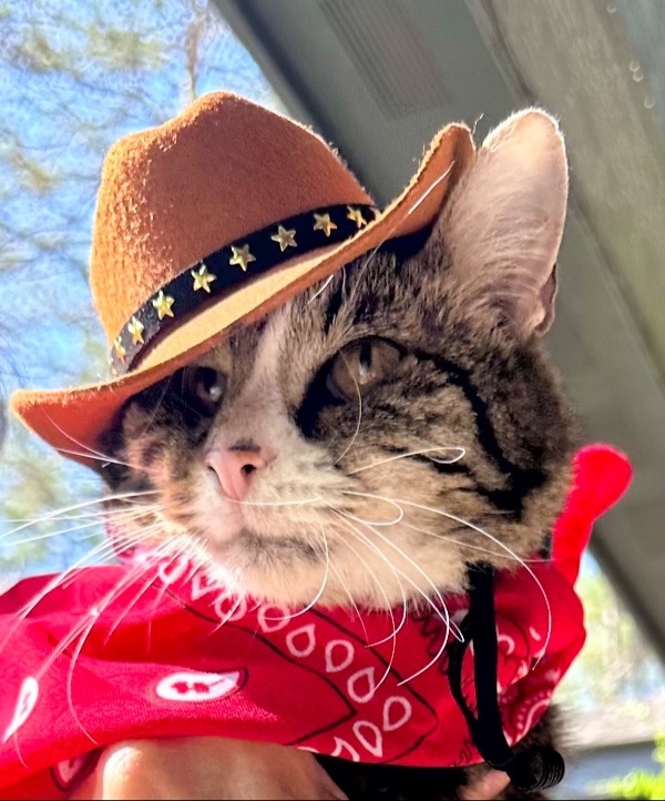 If You’re Ready for Cat Saturday Gimme a ”Meow Yeah”