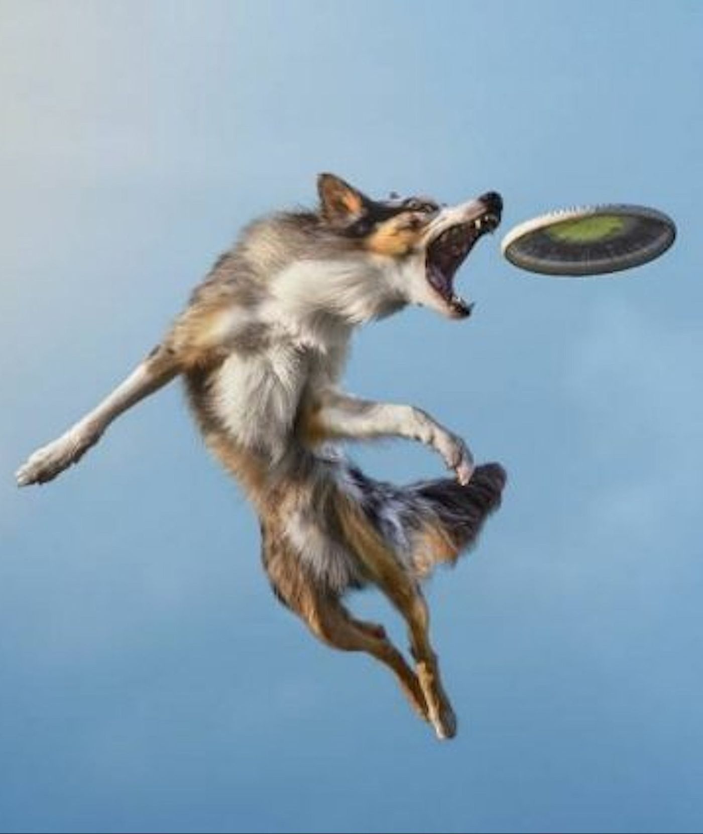 Dogs Rule the World