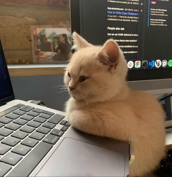 If You’re Ready for Cat Saturday Gimme a ”Meow Yeah”