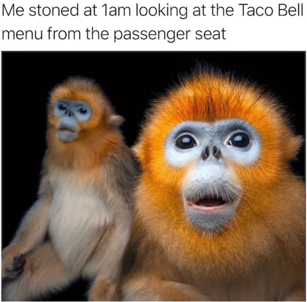 Mind-LESS Memes Best Stupid Funny Logic Photo Caption 2024 New Picture