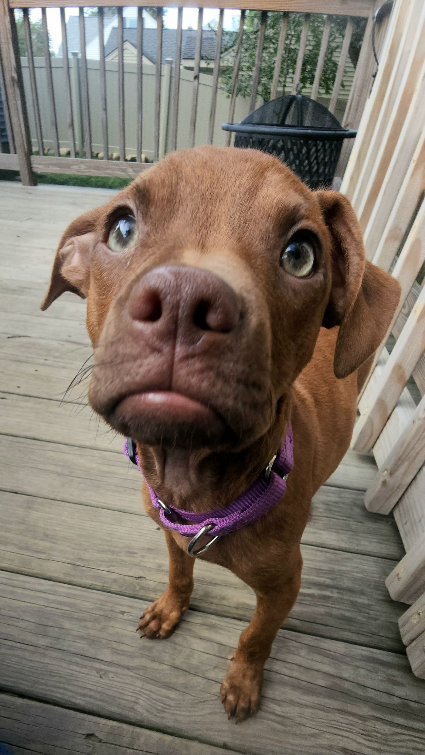 Doggos Rule the Whole Woofin’ World