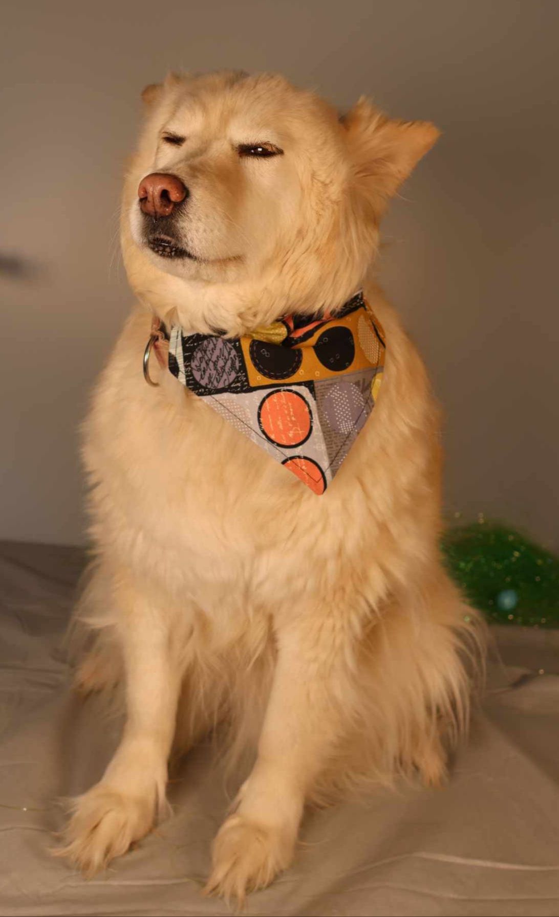 Doggos Rule the Whole Woofin’ World