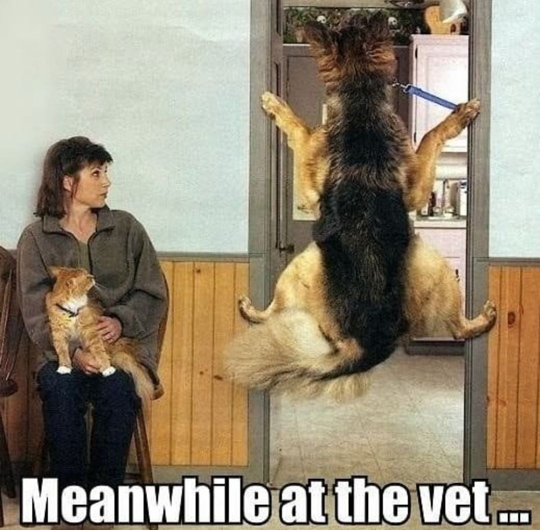 Dogs Rule the World