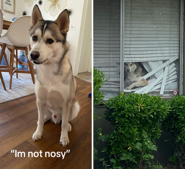 Who knew the nosiest neighbors of all were pets?