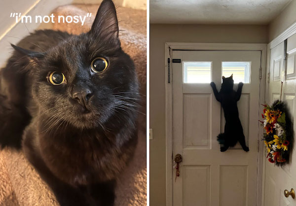 Who knew the nosiest neighbors of all were pets?