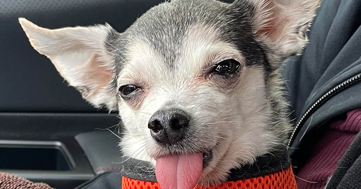 theCHIVE - Funny Pictures, Photos, Memes & Videos – theCHIVE.com