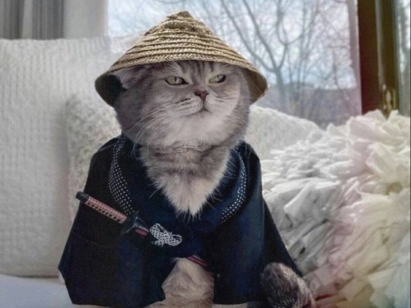 If You’re Ready for Cat Saturday Gimme a ”Meow Yeah”