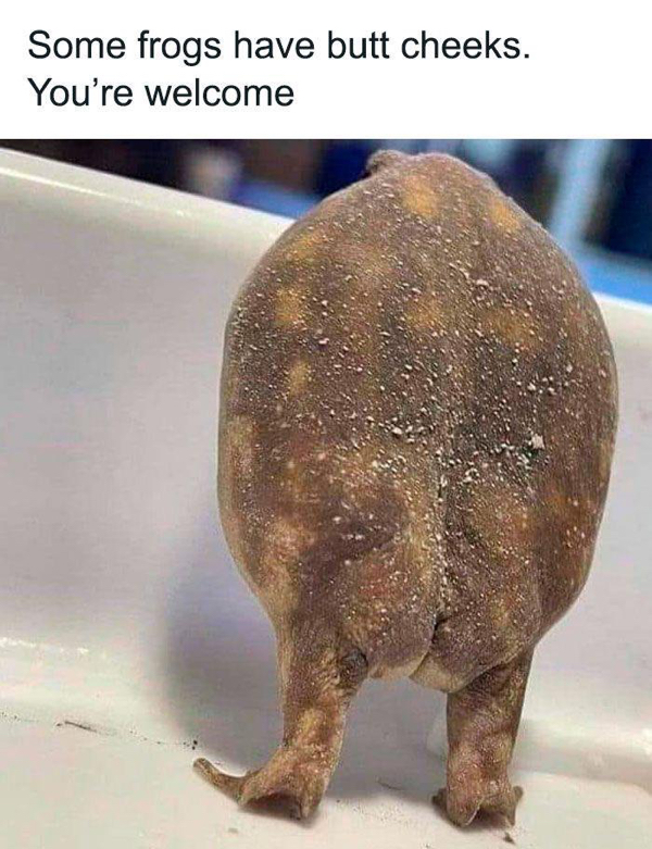 Wholesome memes will make you feel all warm and fuzzy inside
