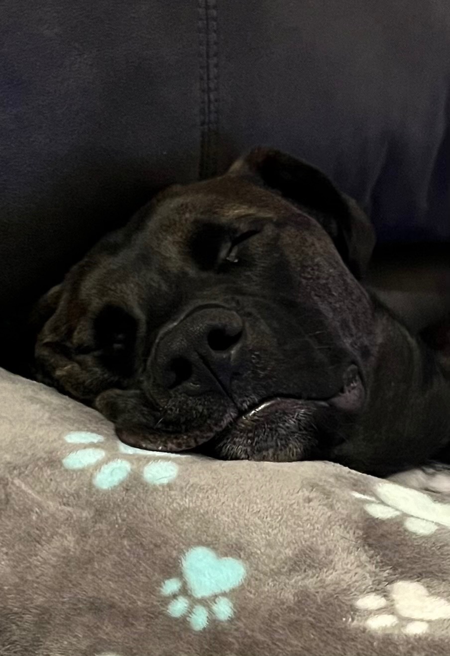 The Dogs Are Out and I’m Lovin’ It