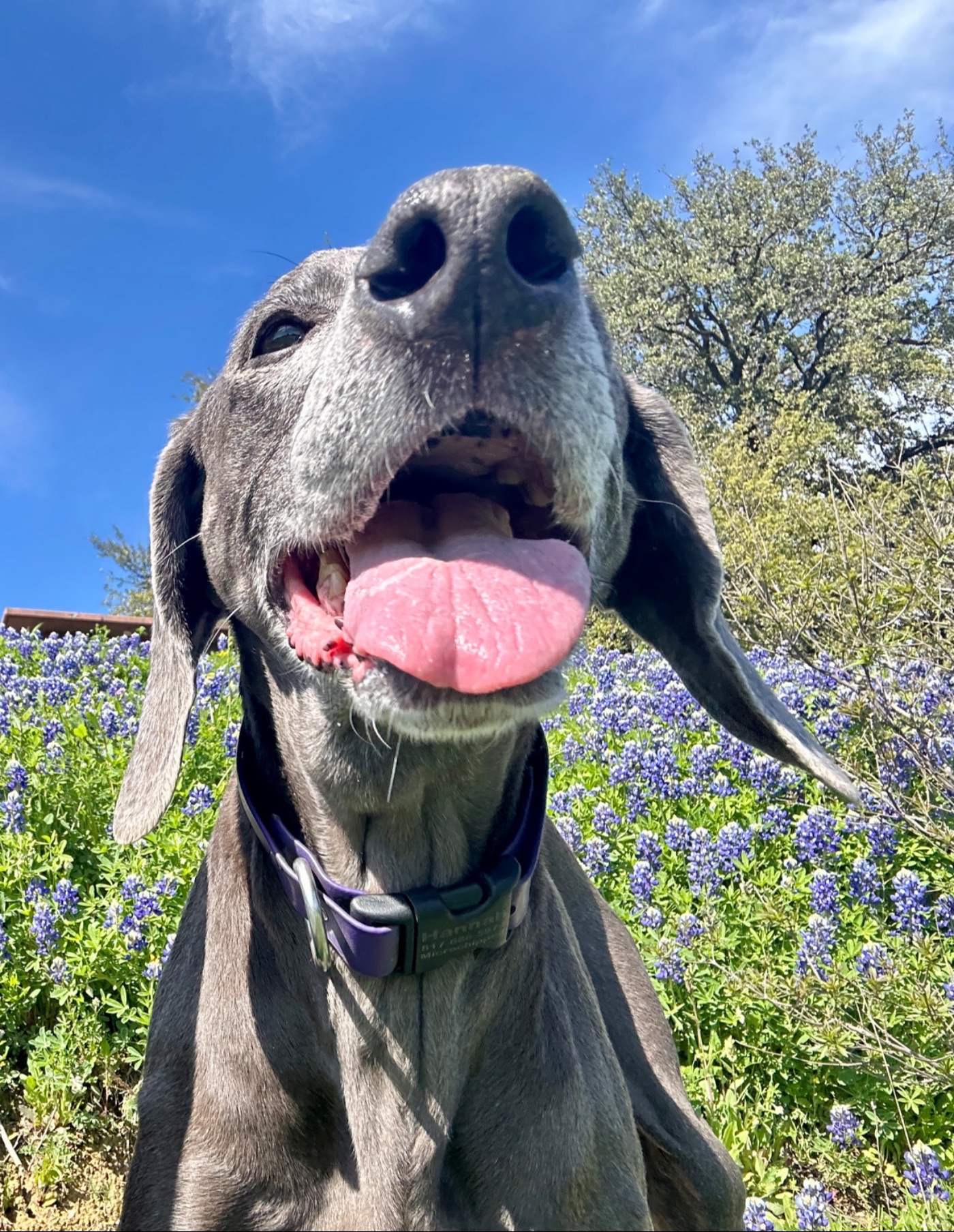 The Dogs Are Out and I’m Lovin’ It