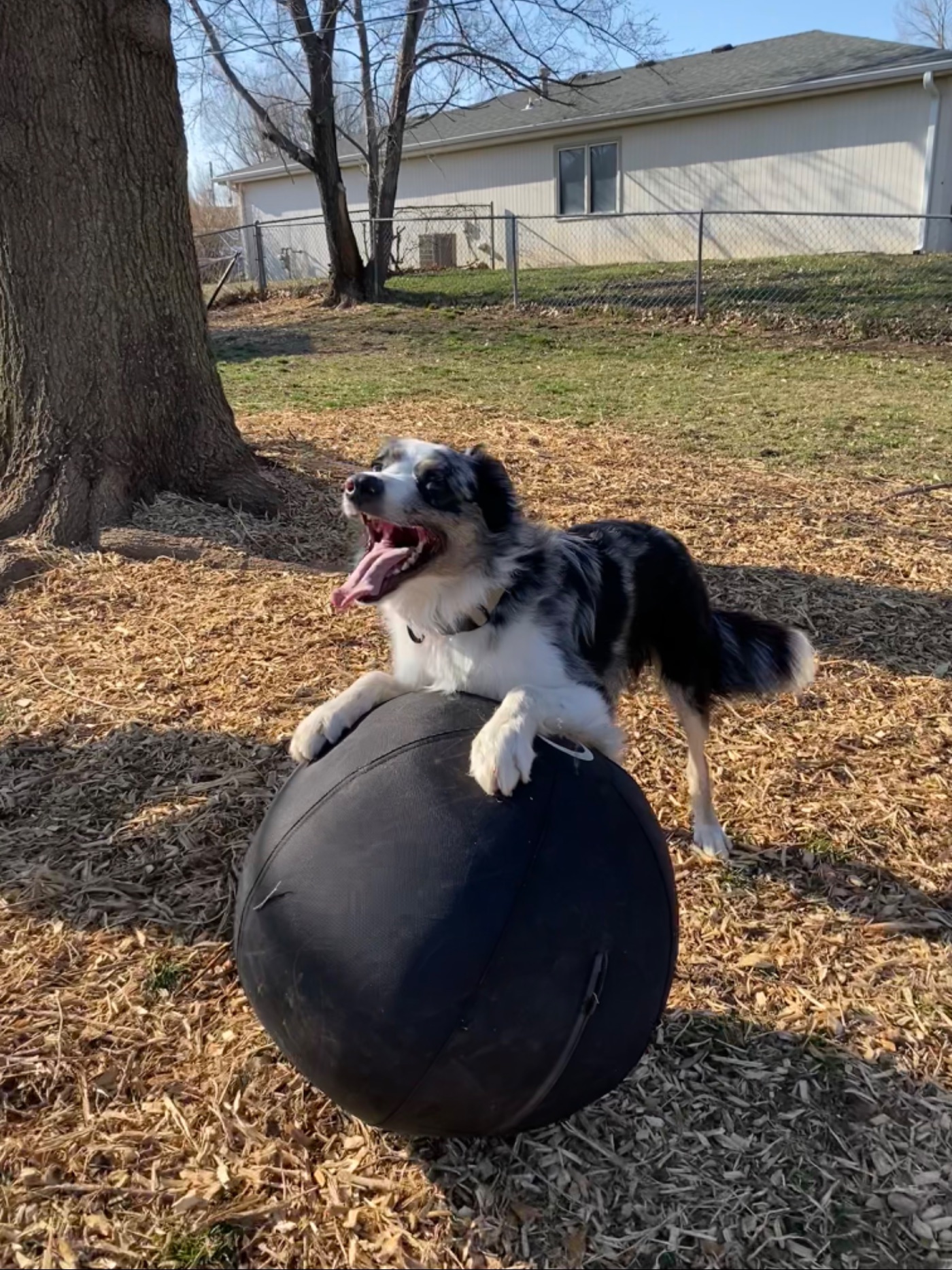 The Dogs Are Out and I’m Lovin’ It