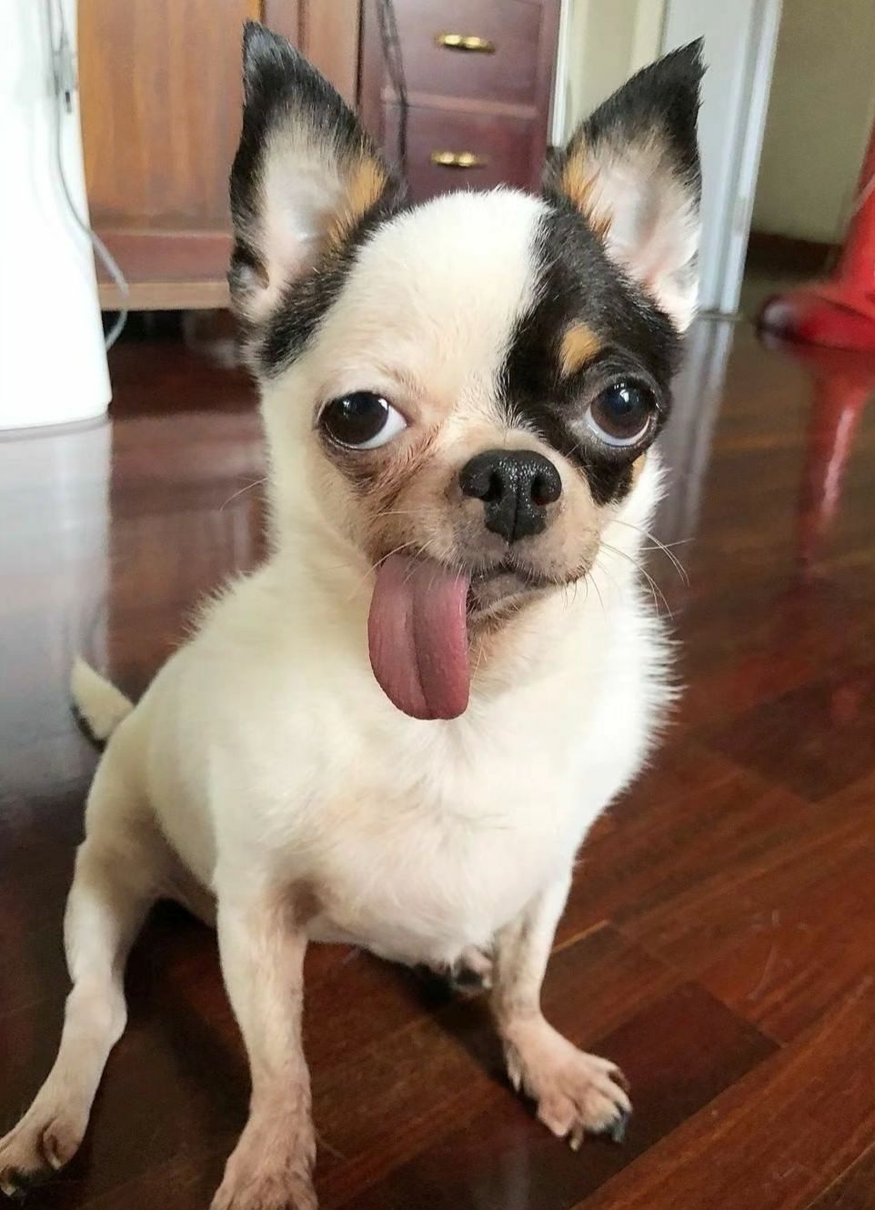 This One’s for the Doggos