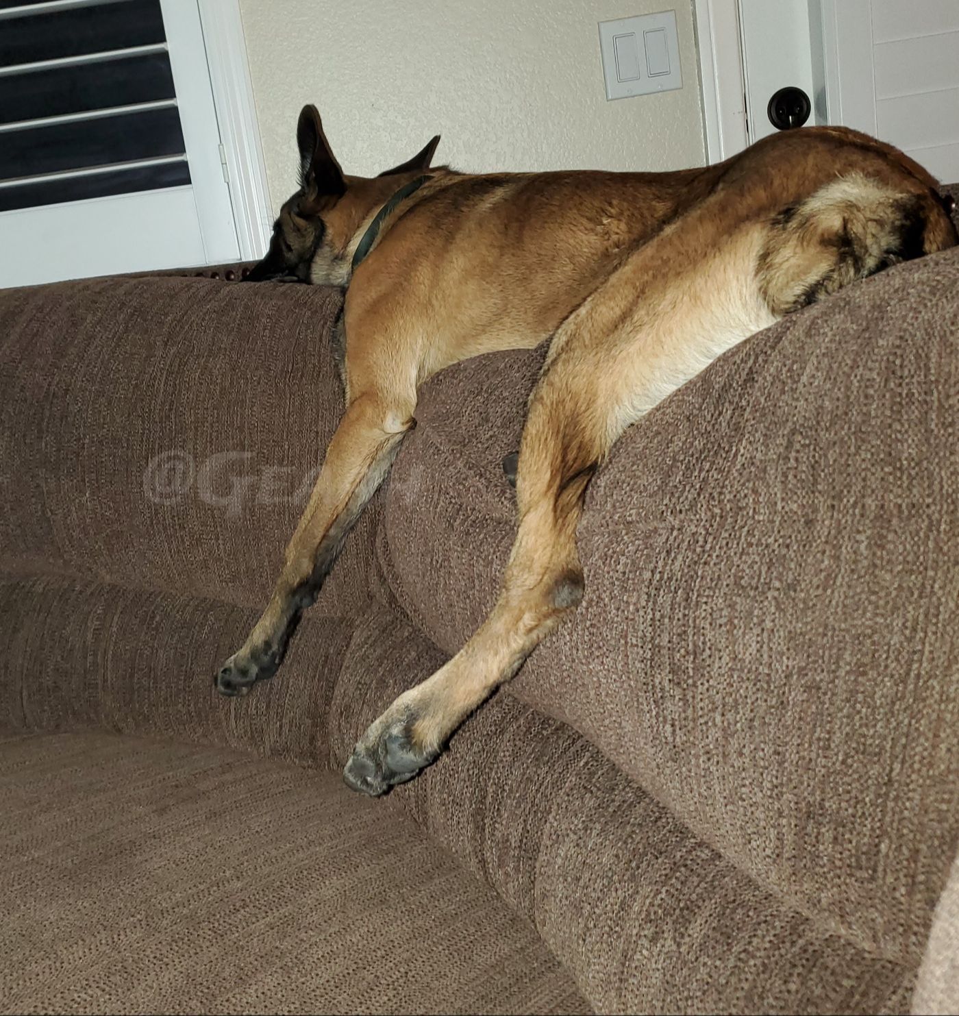 The Dogs Are Out and I’m Lovin’ It