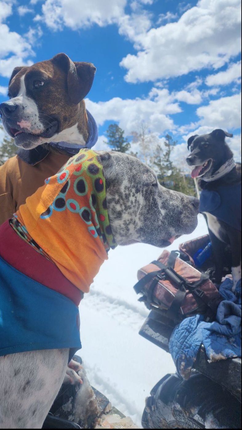 The Dogs Are Out and I’m Lovin’ It