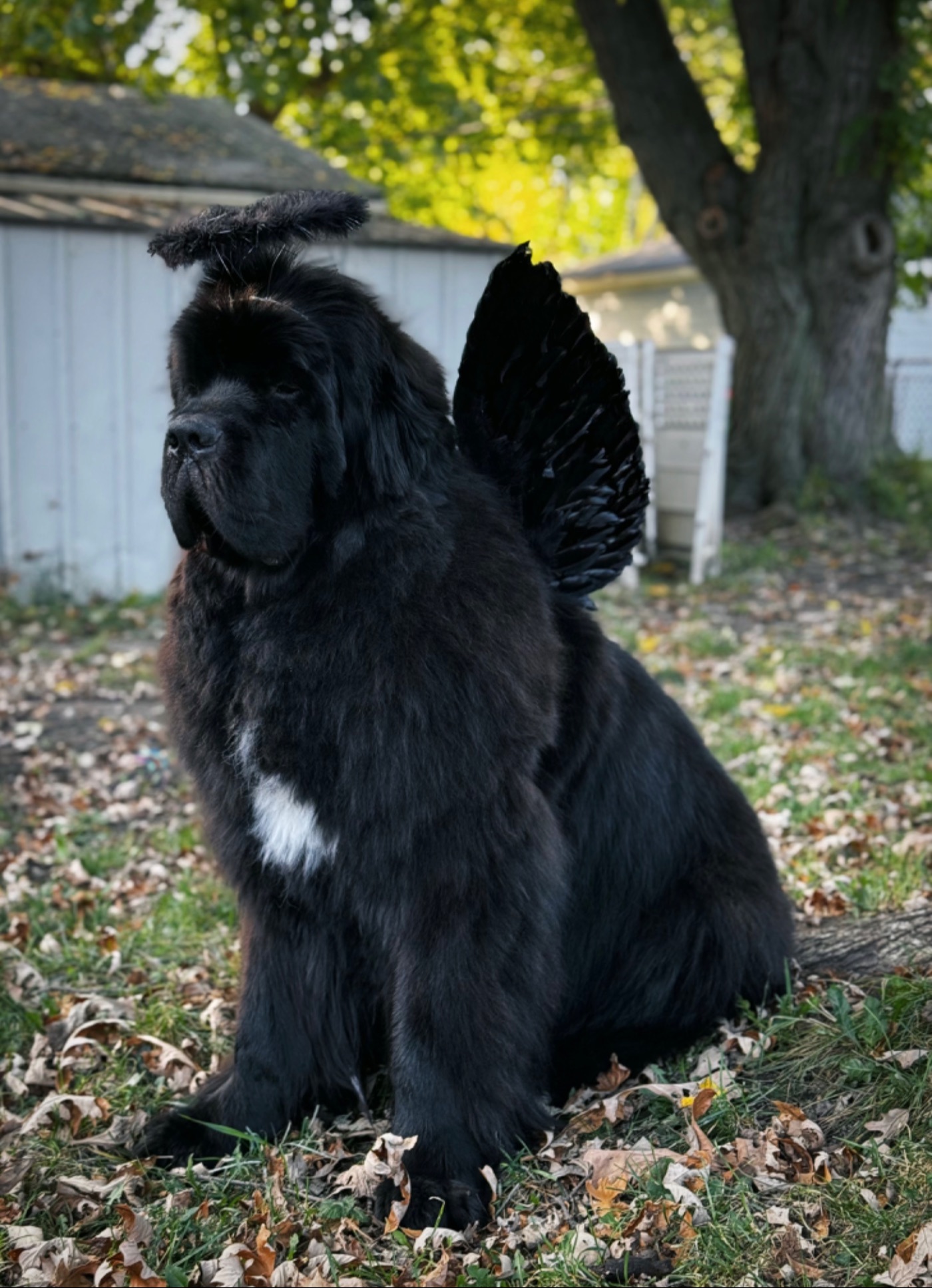 The Dogs Are Out and I’m Lovin’ It