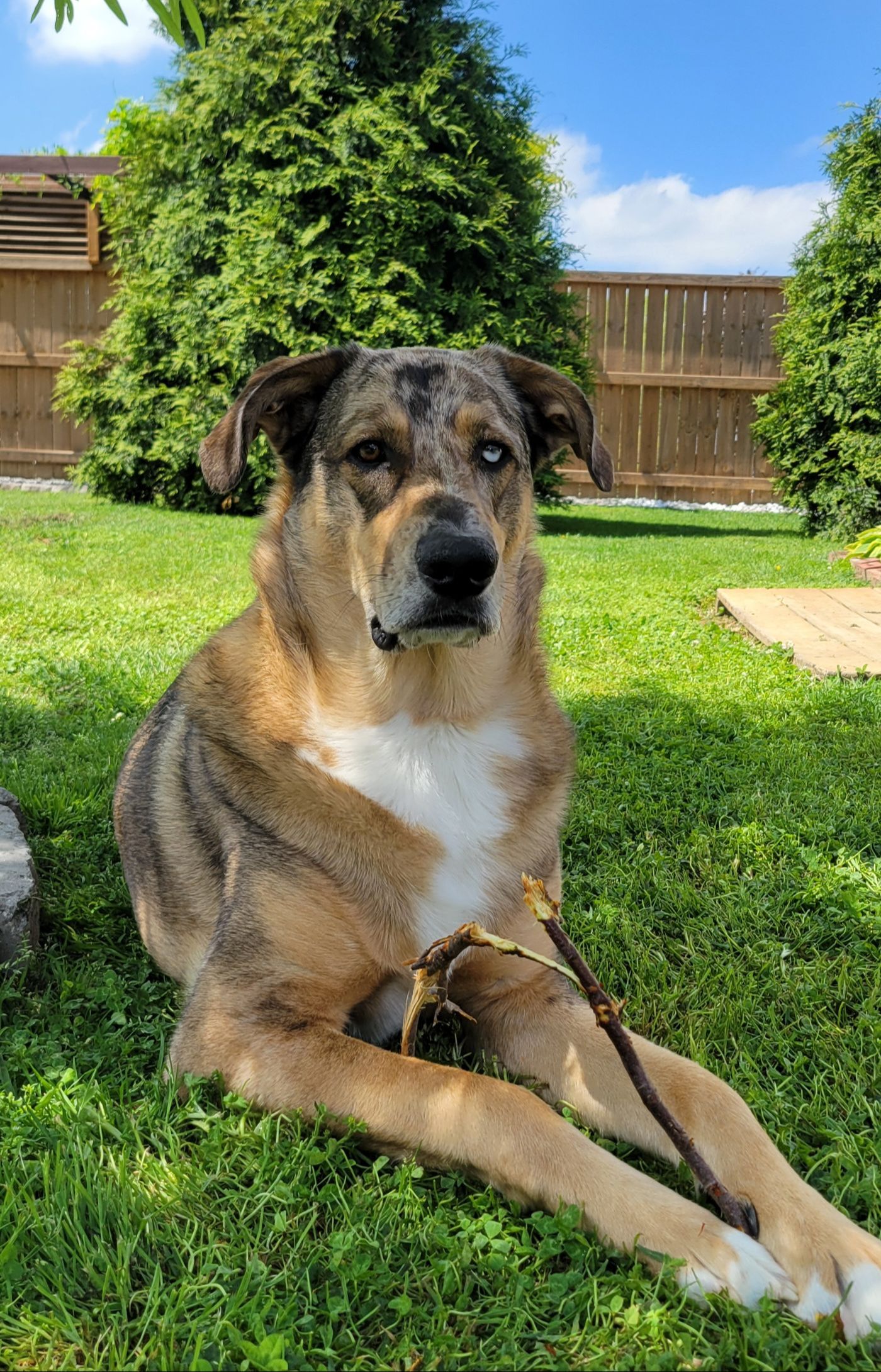 The Dogs Are Out and I’m Lovin’ It