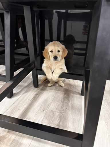 The Dogs Are Out and I’m Lovin’ It