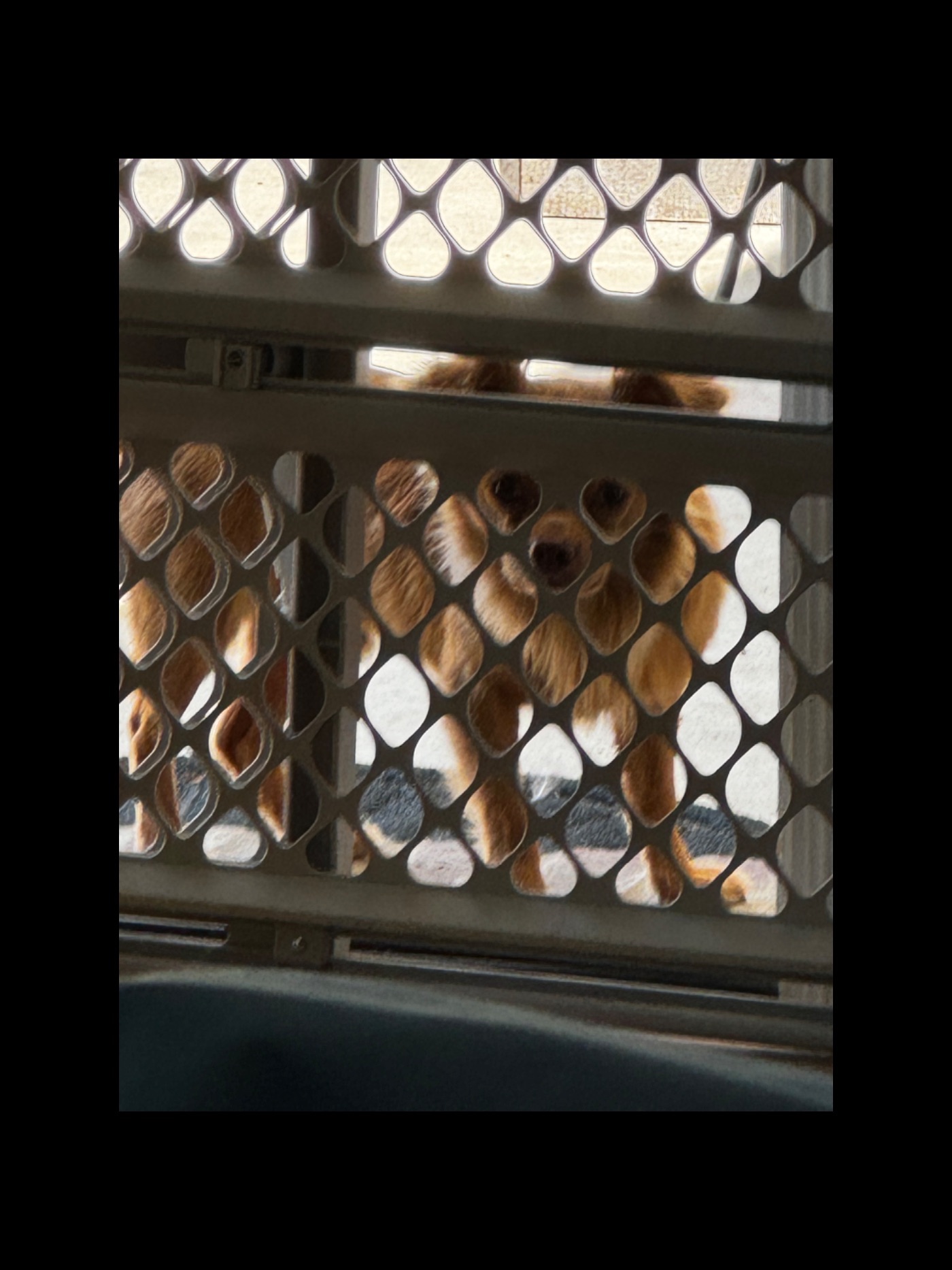 The Dogs Are Out and I’m Lovin’ It