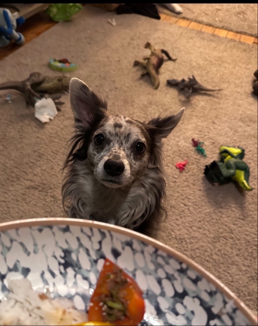 The Dogs Are Out and I’m Lovin’ It