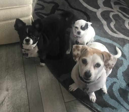 The Dogs Are Out and I’m Lovin’ It