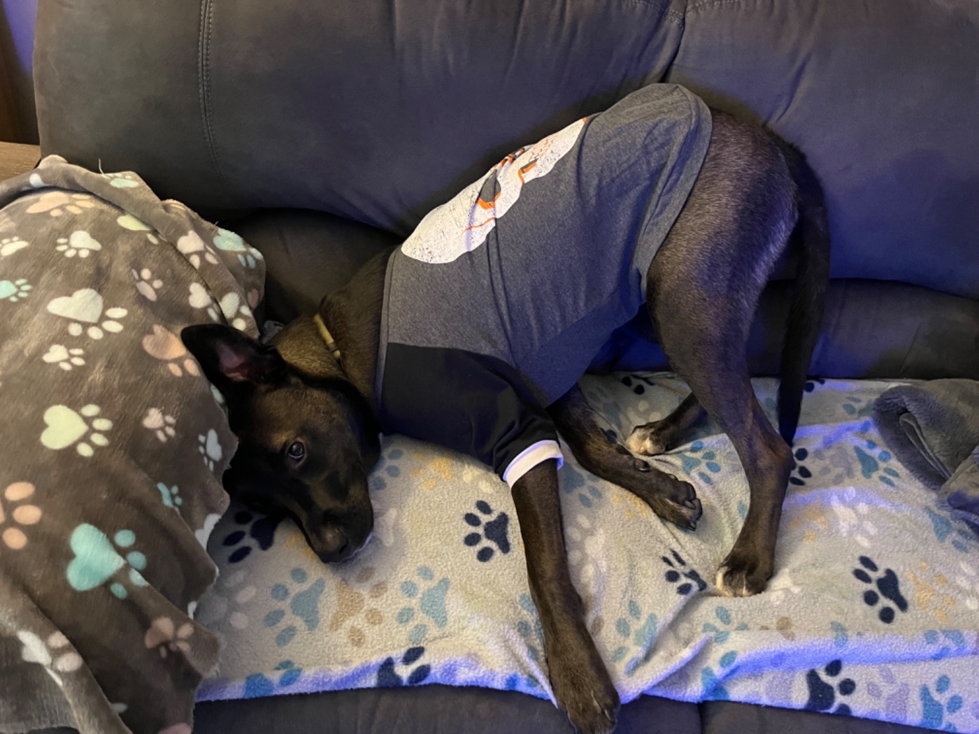 The Dogs Are Out and I’m Lovin’ It