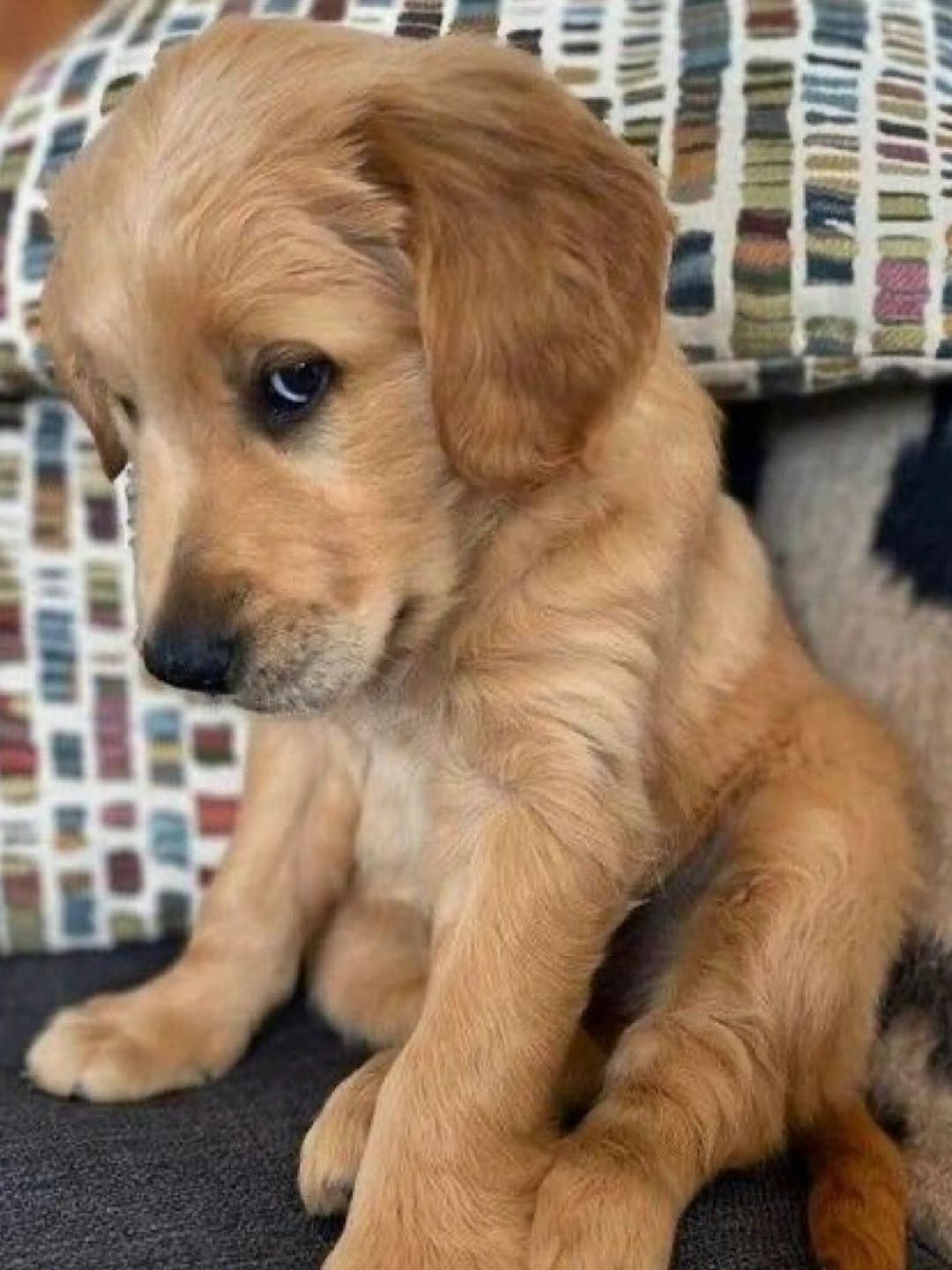 The Dogs Are Out and I’m Lovin’ It