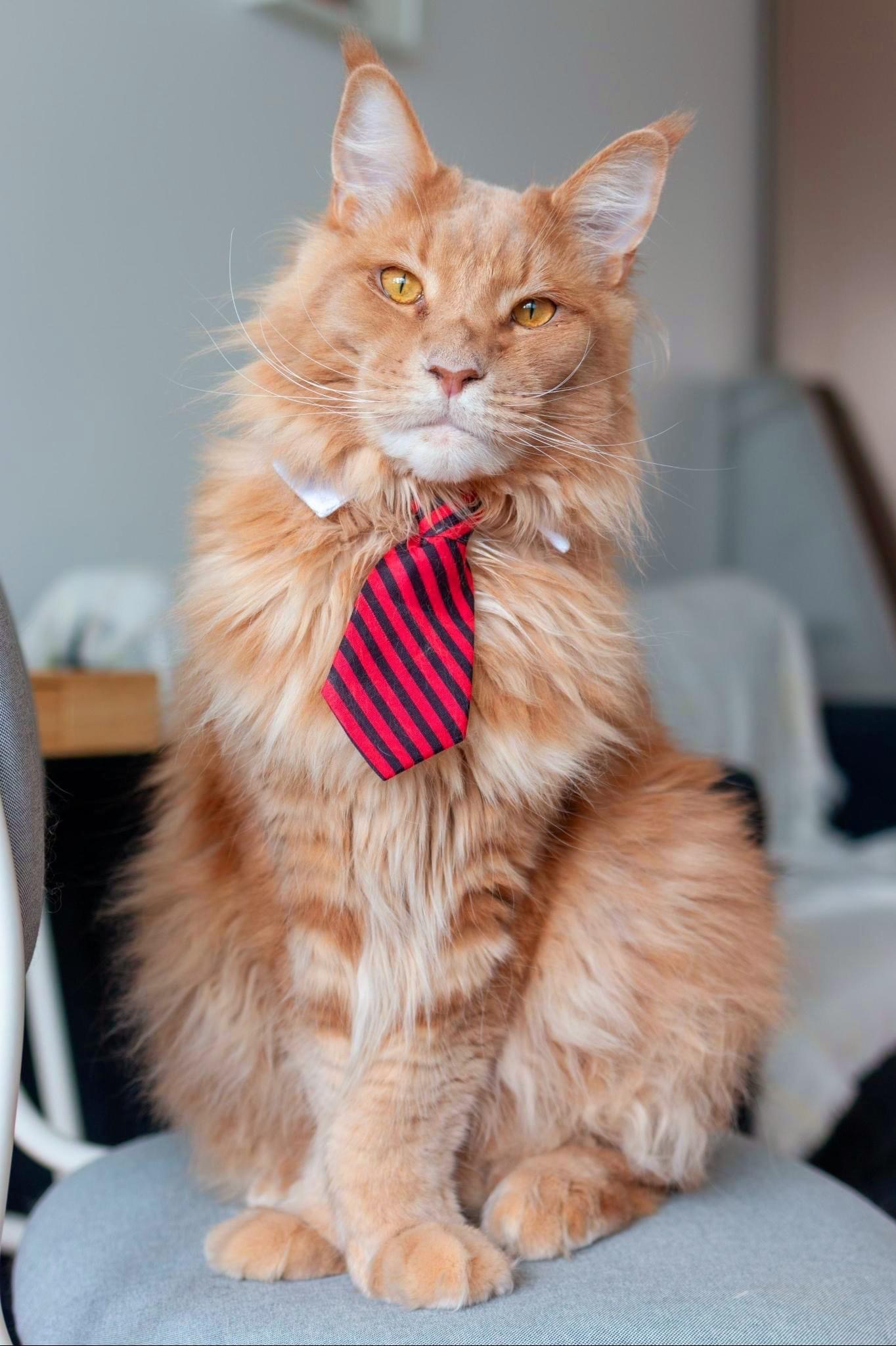 Cat Saturday Starts Right Meow