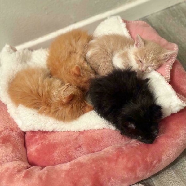 Rescued animals finding forever homes are filling our hearts with hope