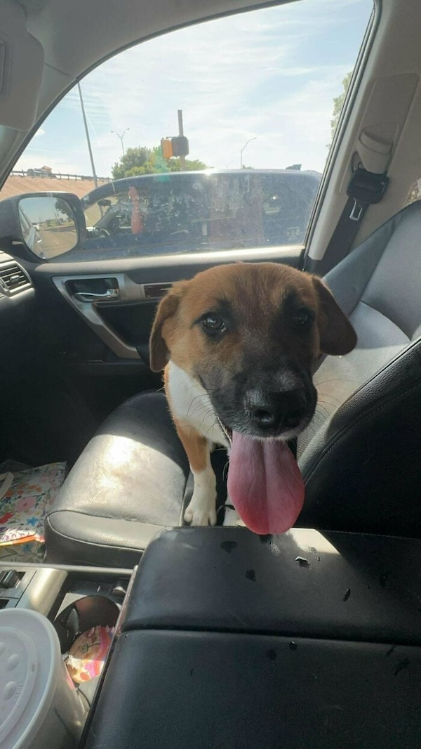 Rescued animals finding forever homes are filling our hearts with hope