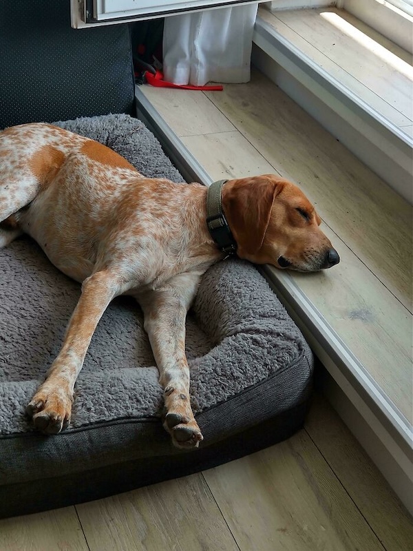 Rescued animals finding forever homes are filling our hearts with hope