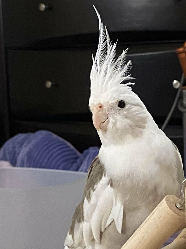 Rescued animals finding forever homes are filling our hearts with hope