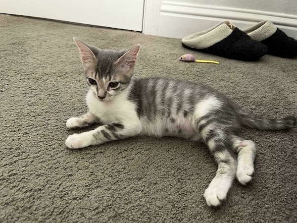 Rescued animals finding forever homes are filling our hearts with hope