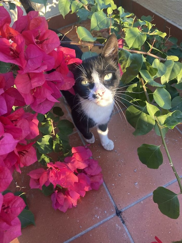 Rescued animals finding forever homes are filling our hearts with hope