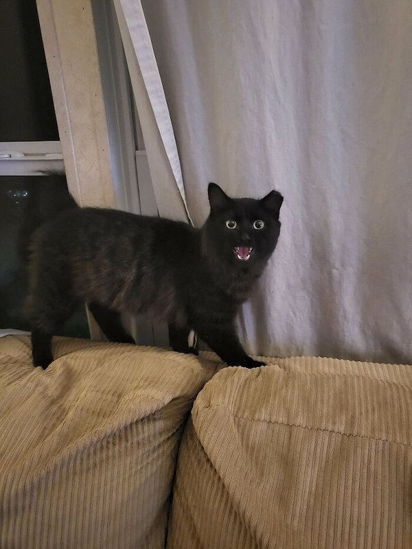 Rescued animals finding forever homes are filling our hearts with hope