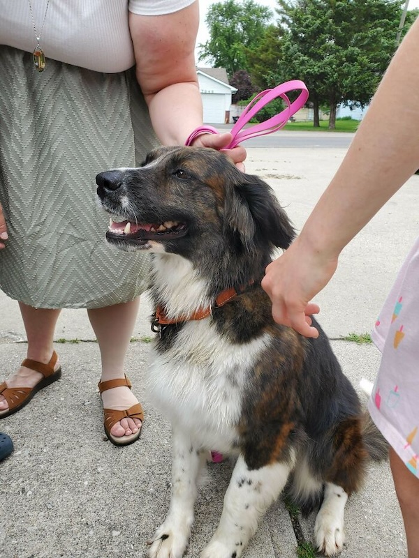 Rescued animals finding forever homes are filling our hearts with hope