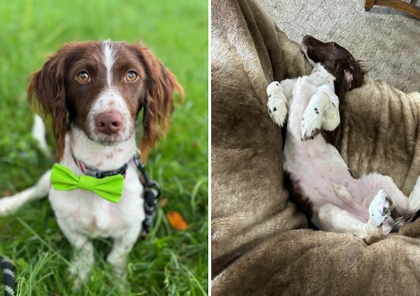 Rescued animals finding forever homes are filling our hearts with hope