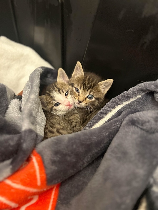 Rescued animals finding forever homes are filling our hearts with hope