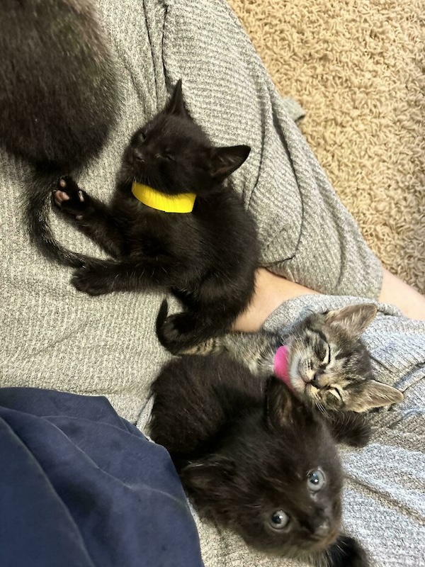 Rescued animals finding forever homes are filling our hearts with hope